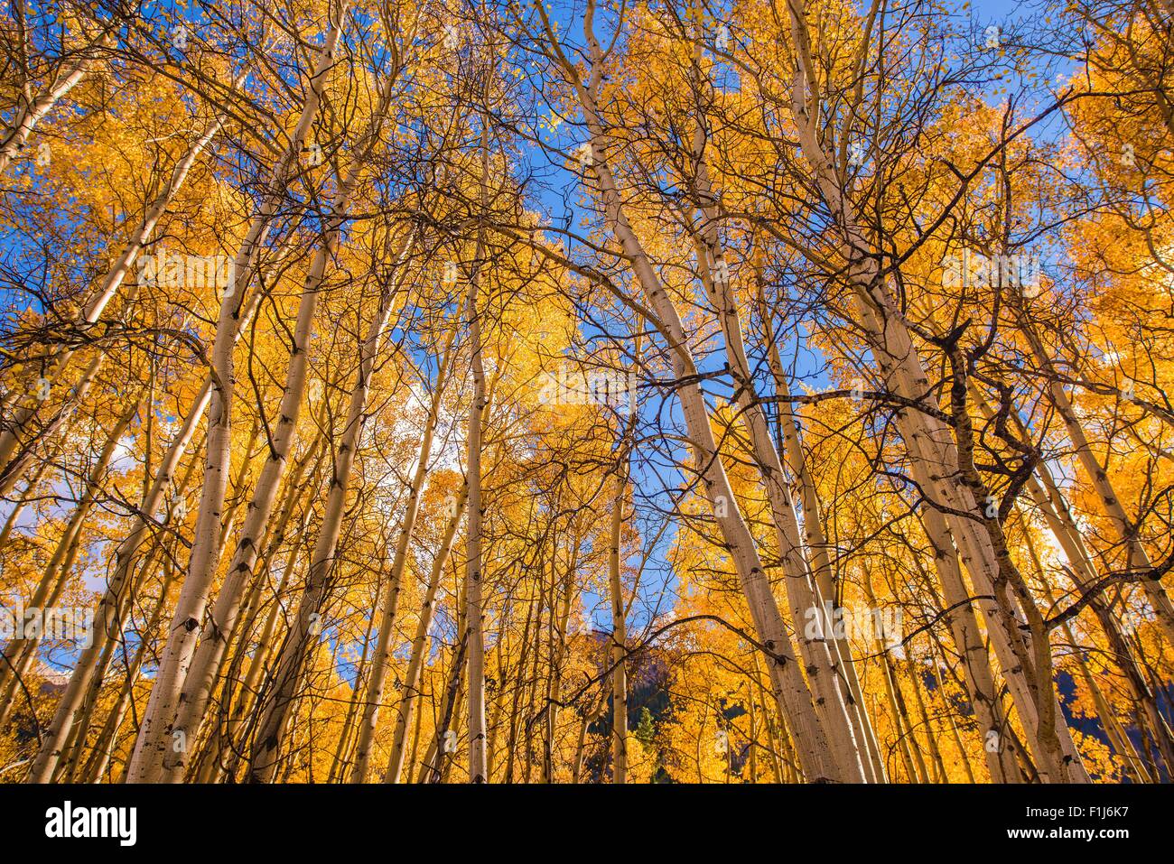 Orange Aspen Trees. Fall in Colorado, USA Stock Photo - Alamy