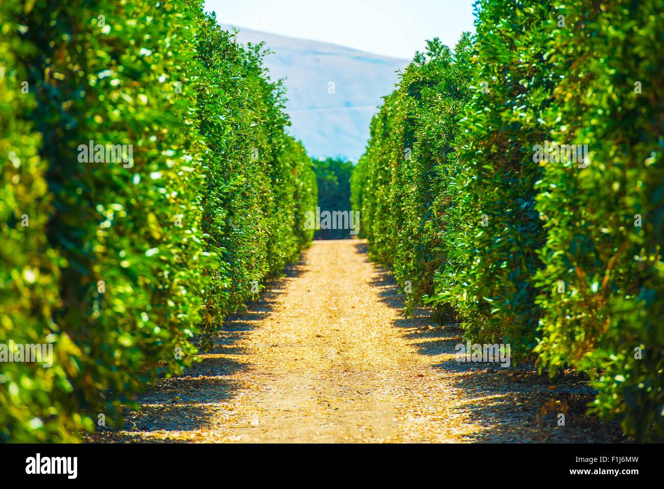 California Produce Farm. Cultivation of Californian Fruits Stock Photo ...