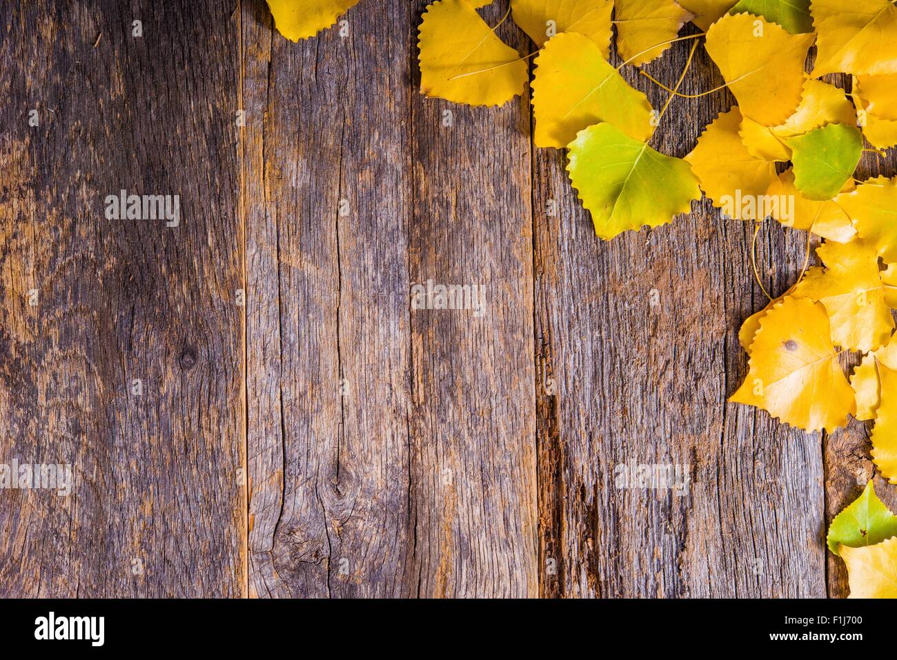 Autumn Fall Background. Aged Reclaimed Wood Planks and Golden Aspen ...