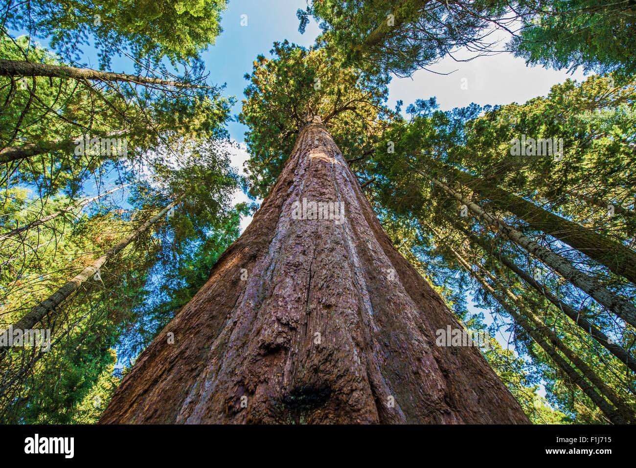Ancient Giant Sequoias Forest in California, United States. Sequoia ...