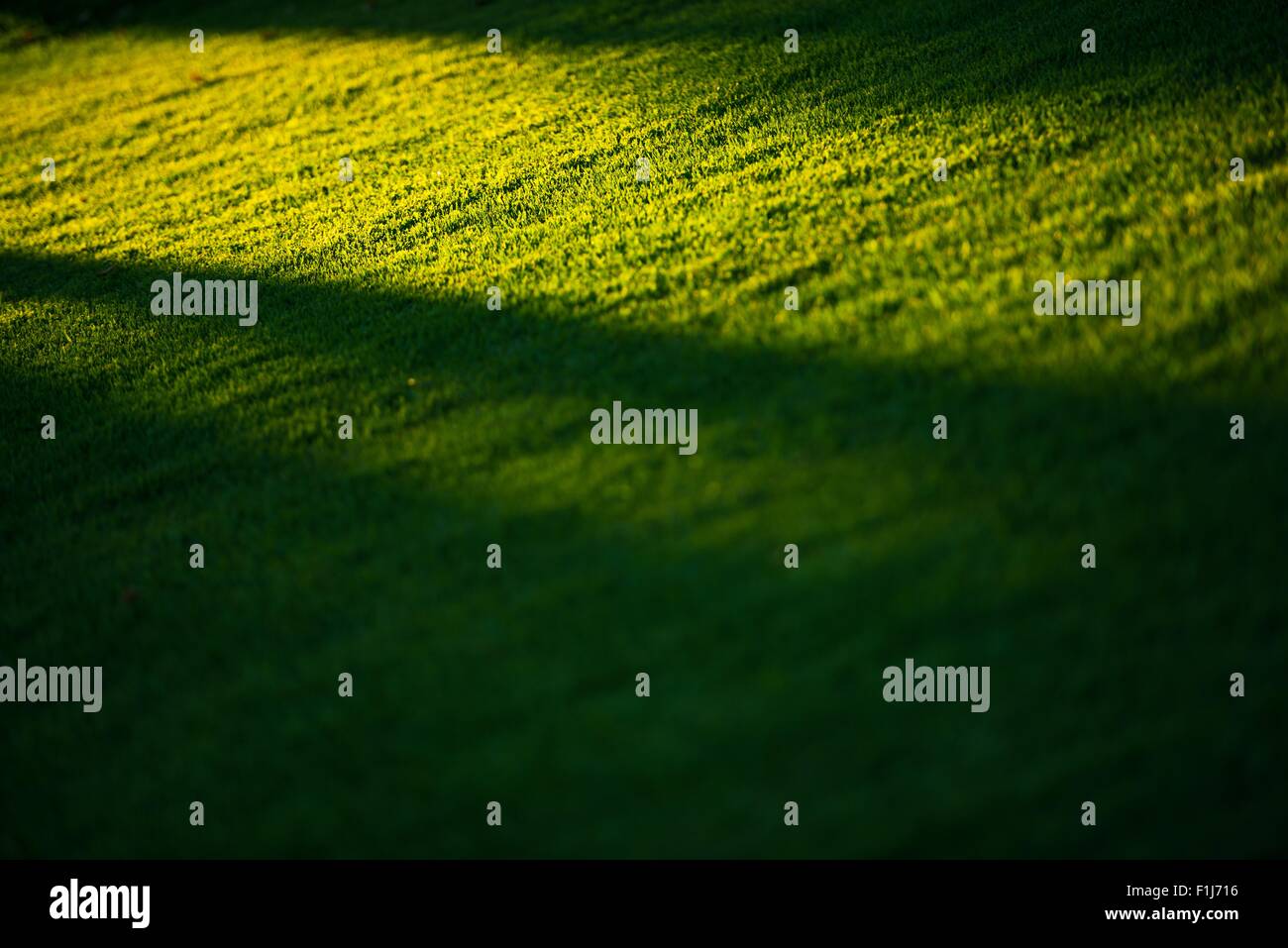 Grass Field and the Sunlight Nature Background Stock Photo - Alamy
