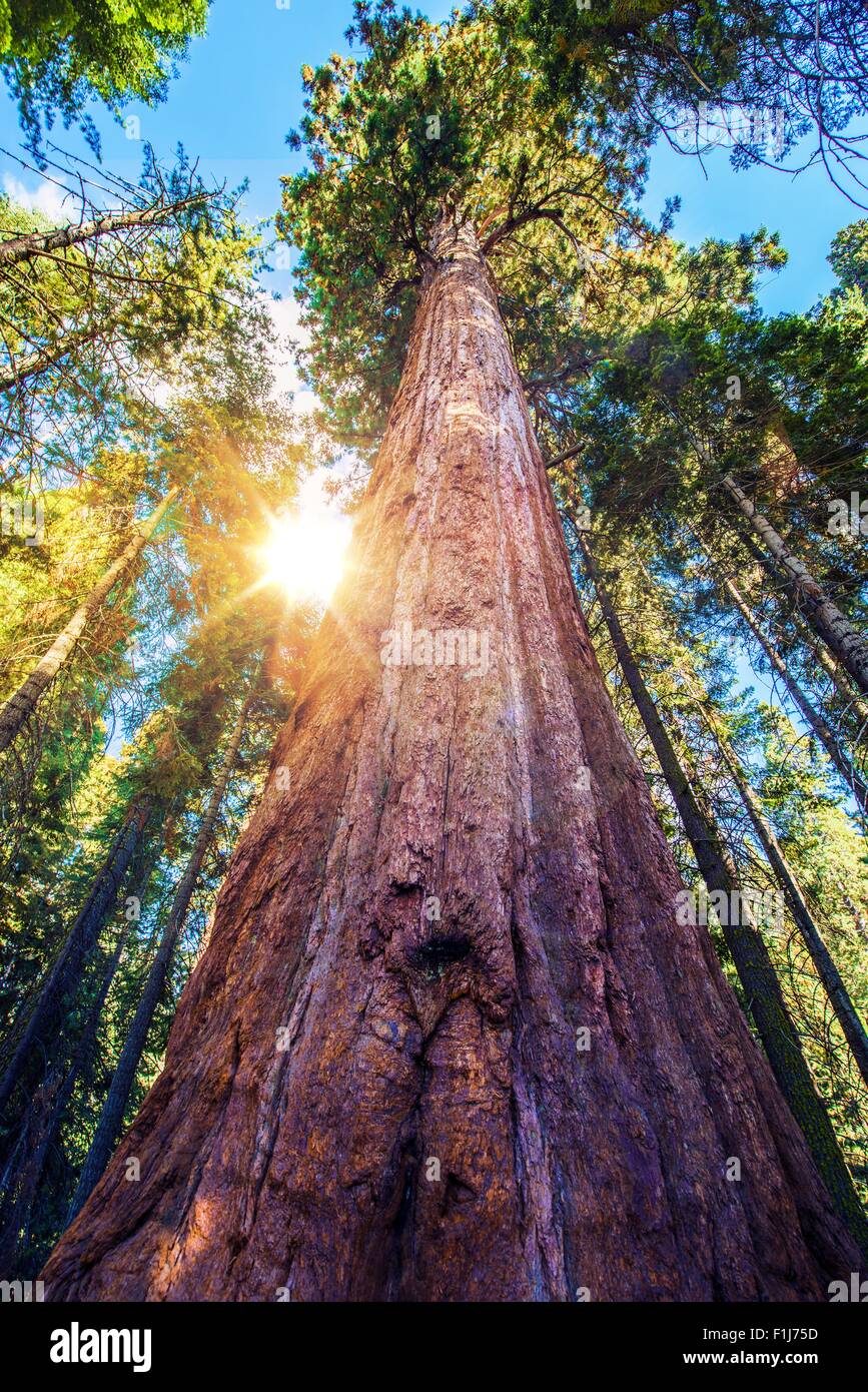 Epic Sequoia Place in the Middle of Sequoia National Park Forest ...