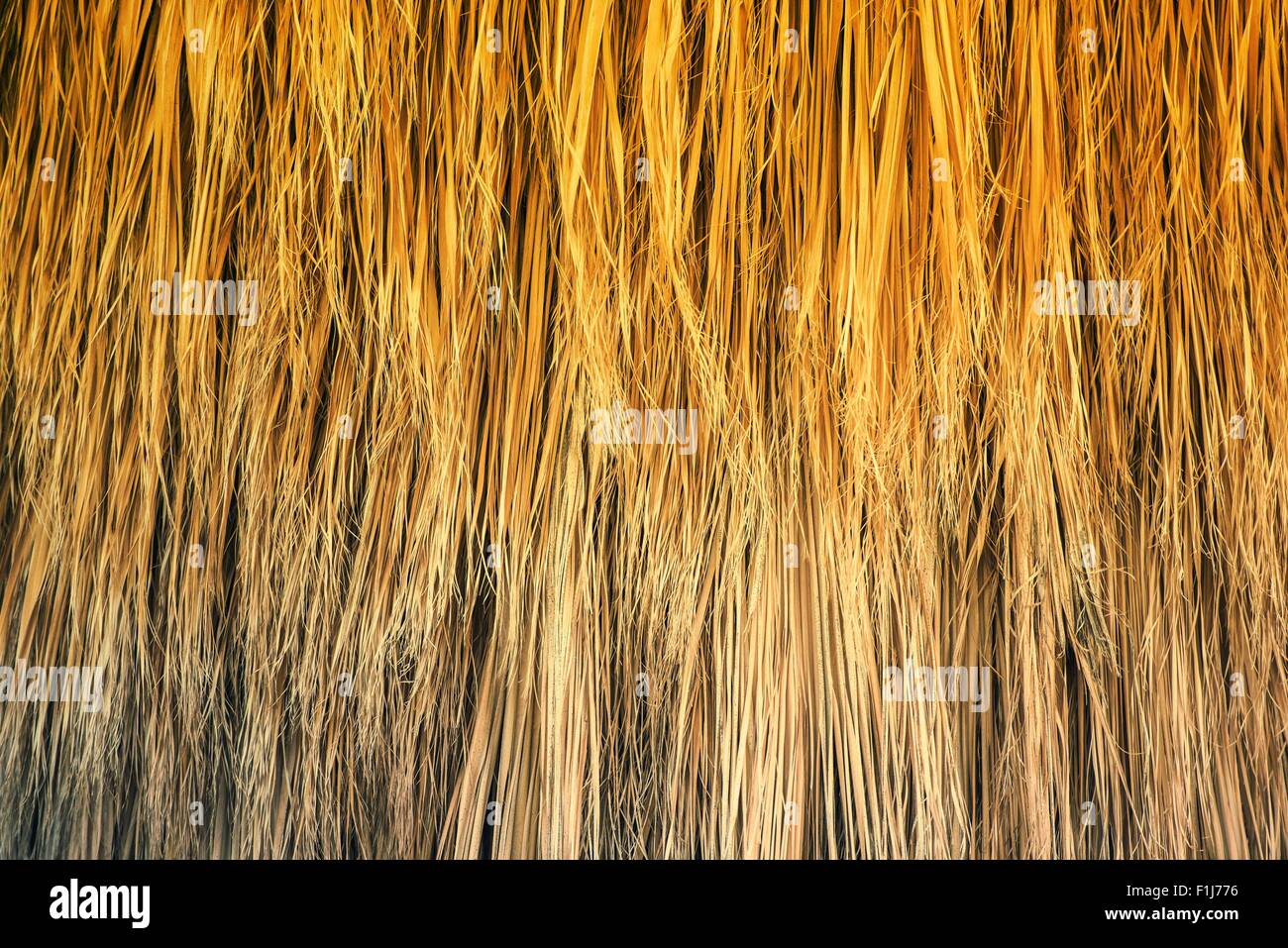 Branch dry leaves on hi-res stock photography and images - Alamy