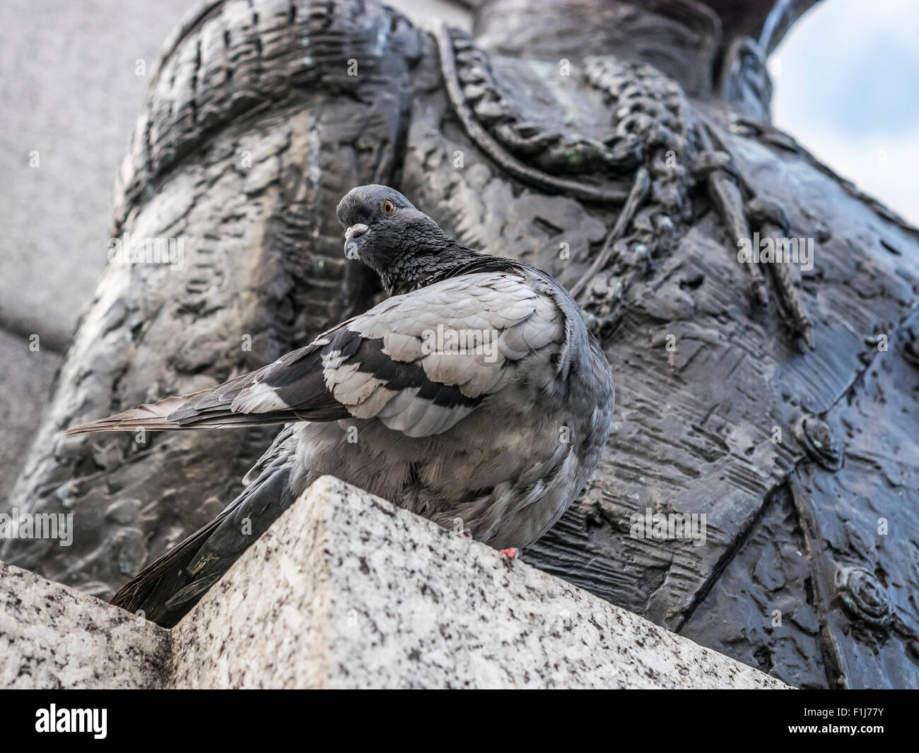 Feral pigeon statue hi-res stock photography and images - Alamy