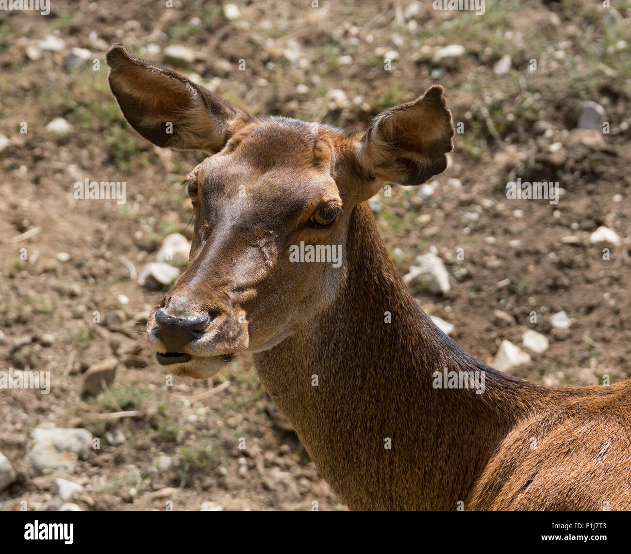 Roe deer at field hi-res stock photography and images - Alamy