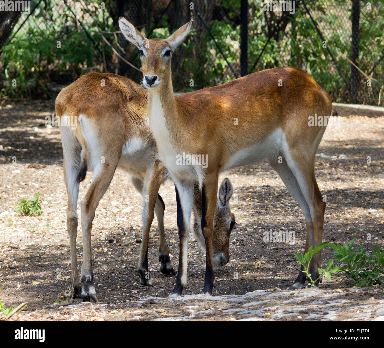 Red deer hind standing in a field Stock Photo - Alamy