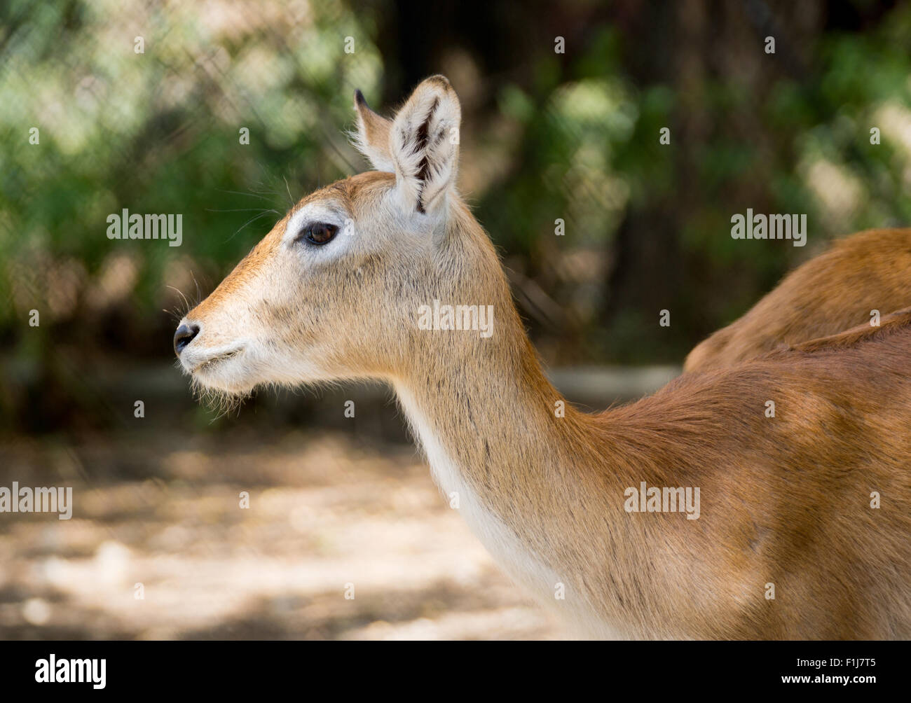 Roe deer field hi-res stock photography and images - Alamy