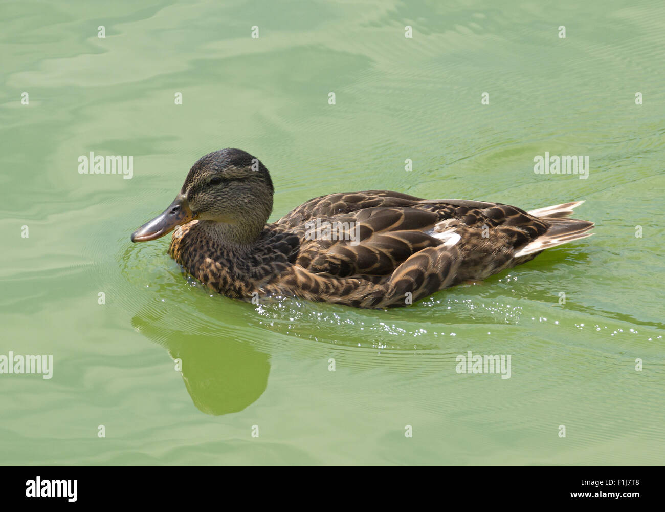 A duck swimming in the water Stock Photo - Alamy