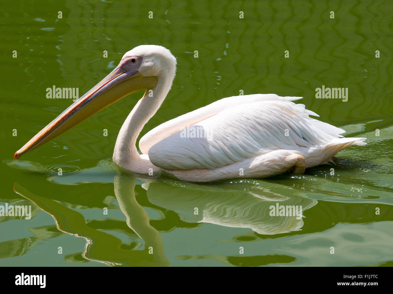 White pelican in pond hi-res stock photography and images - Alamy