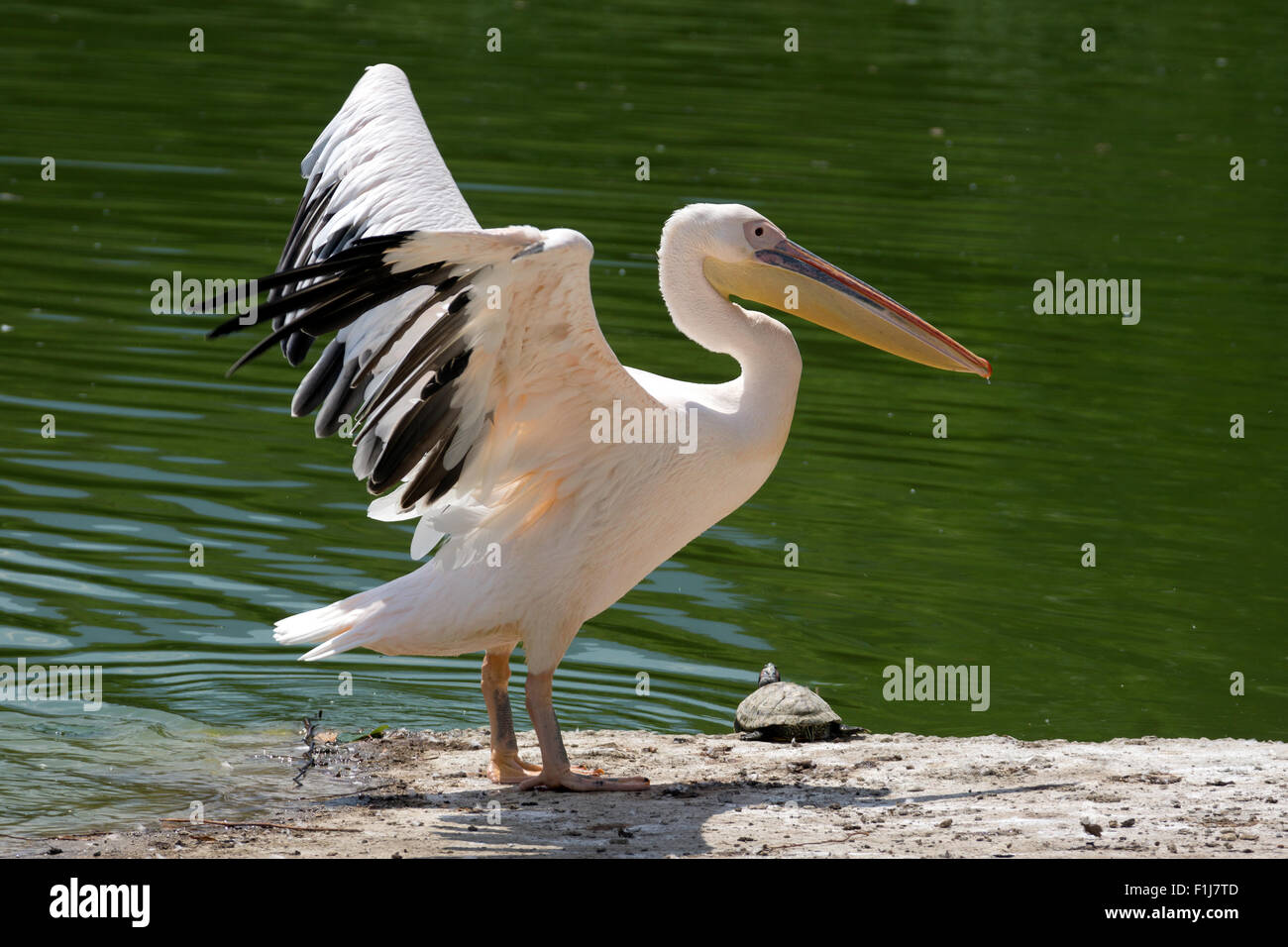 Pelican standing on the shore of lake Stock Photo - Alamy
