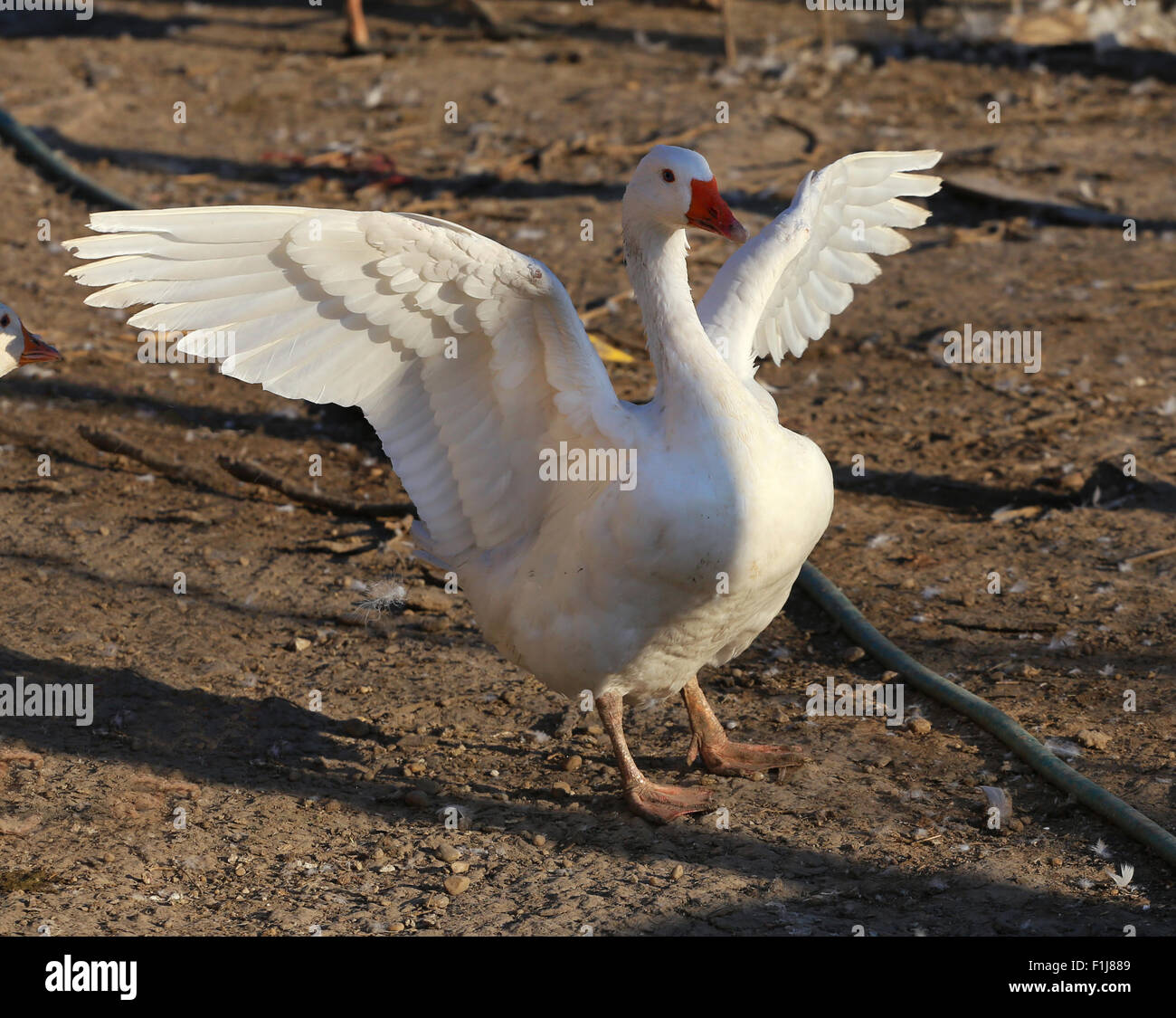 Snow Goose stretching his wings on a poultry farm summertime Stock ...