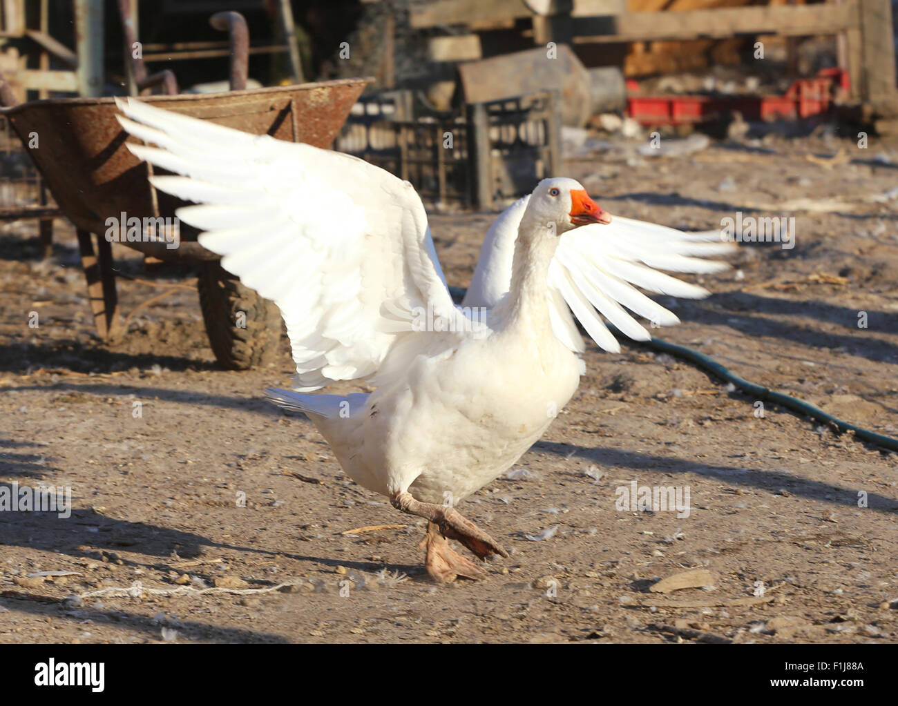 Snow Goose stretching his wings on a poultry farm summertime Stock ...