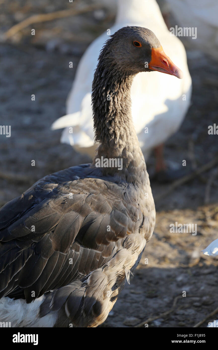 Close up image of a goose head and neck Stock Photo - Alamy