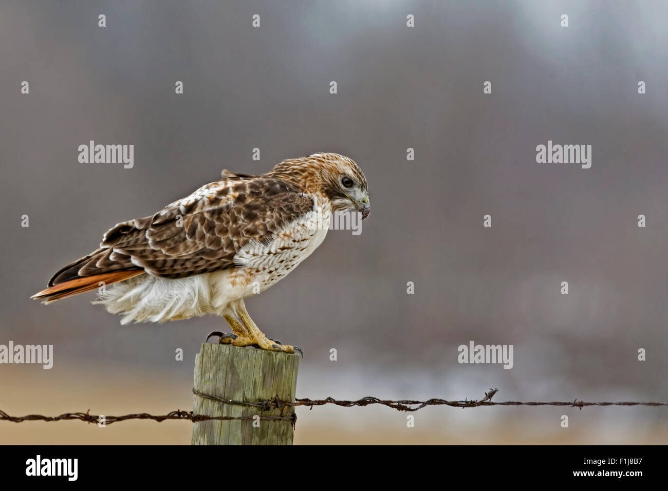 A Red-tailed Hawk in a stately pose Stock Photo - Alamy