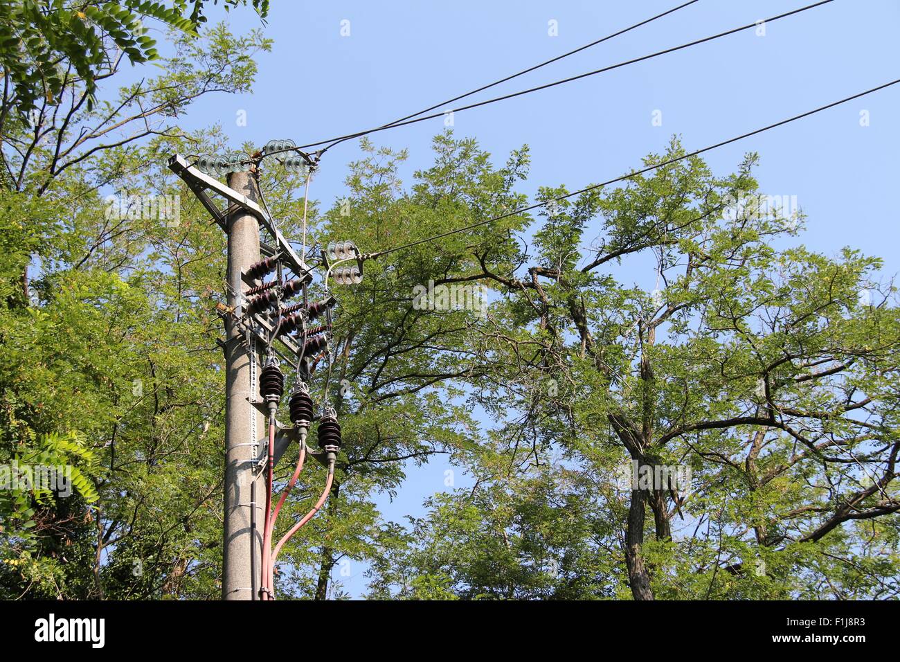 Transformers of an electrical post with power lines against tree fronds ...