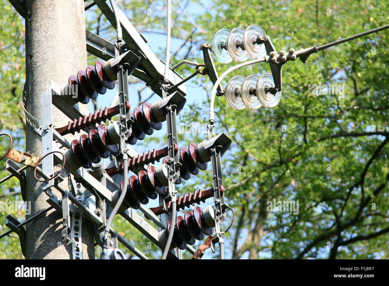 Transformers of an electrical post with power lines against tree fronds ...