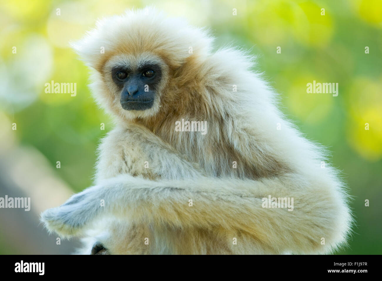 Portrait of white gibbon ape with green nature background Stock Photo ...
