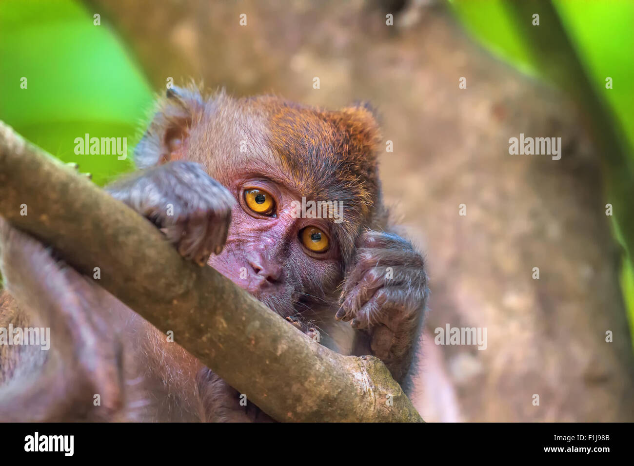 Portrait of sad monkey with bright yellow eyes looking in camera. Crab ...