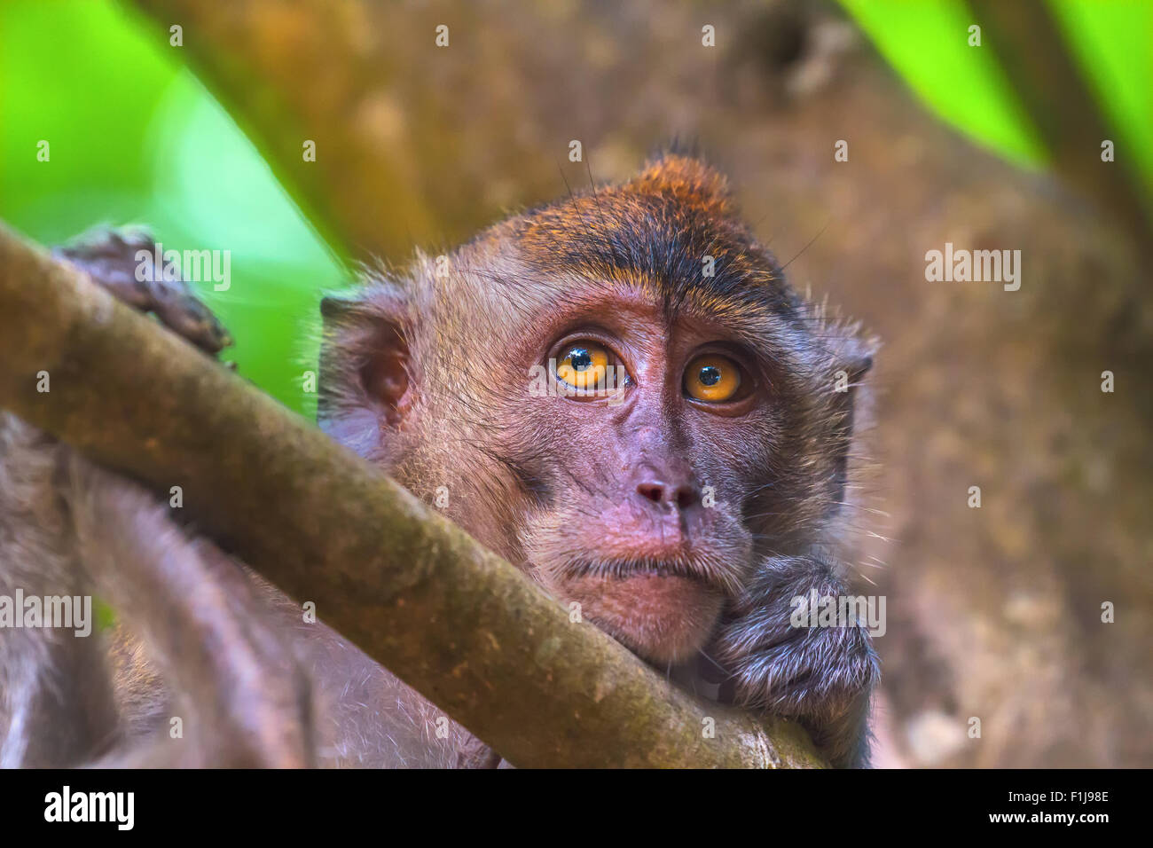 Portrait of sad monkey with bright yellow eyes looking in camera. Crab ...