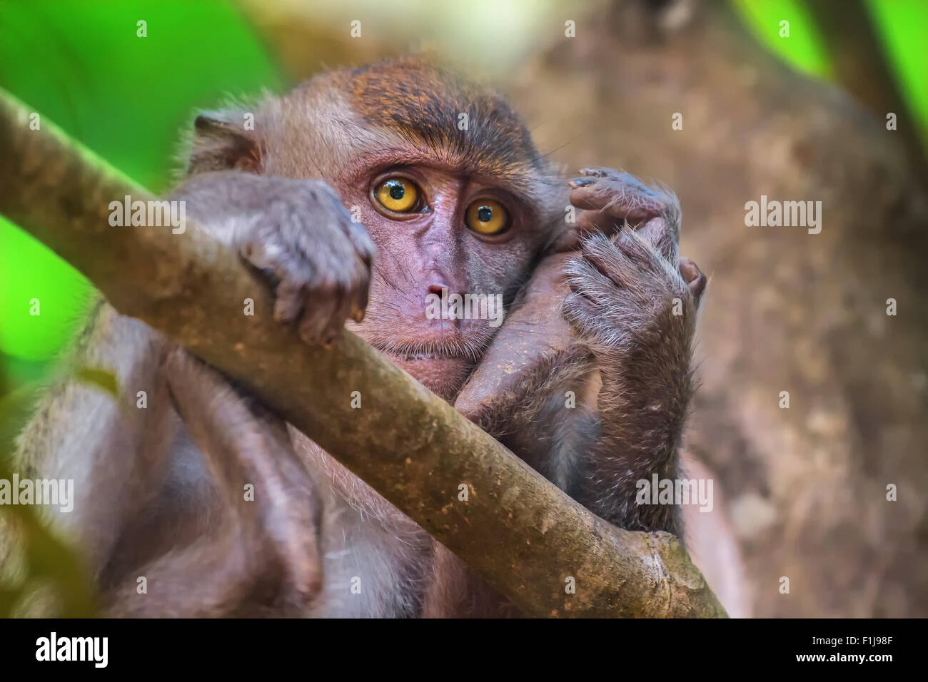 Portrait of sad monkey with bright yellow eyes looking in camera. Crab ...