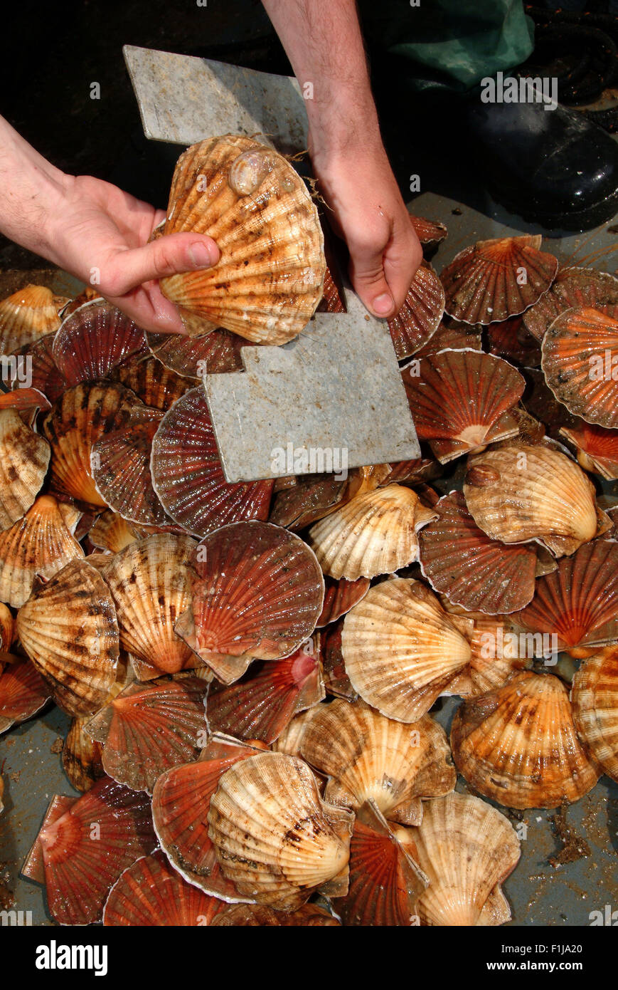 Scalloping hi-res stock photography and images - Alamy