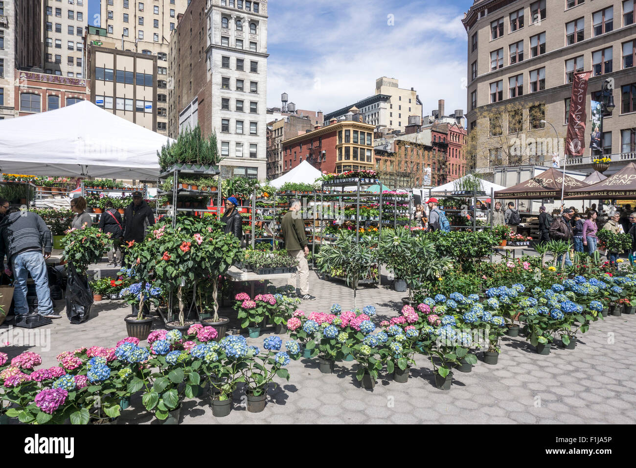 the Union Square farmers greenmarket blooms in spring with flowering ...