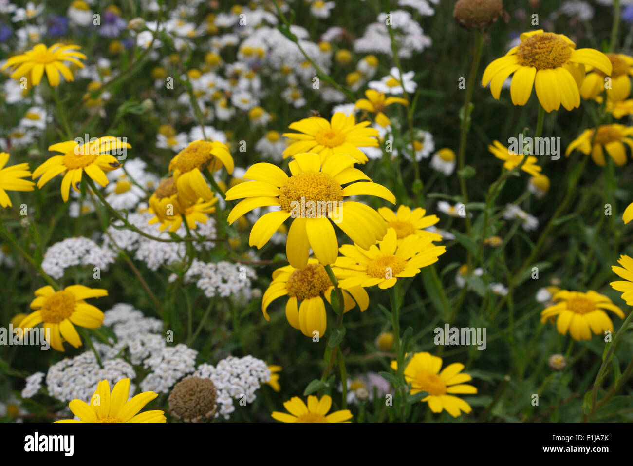 Wildflower Meadow in Bloom, Corn Marigolds - Glebionis Segetum Stock ...