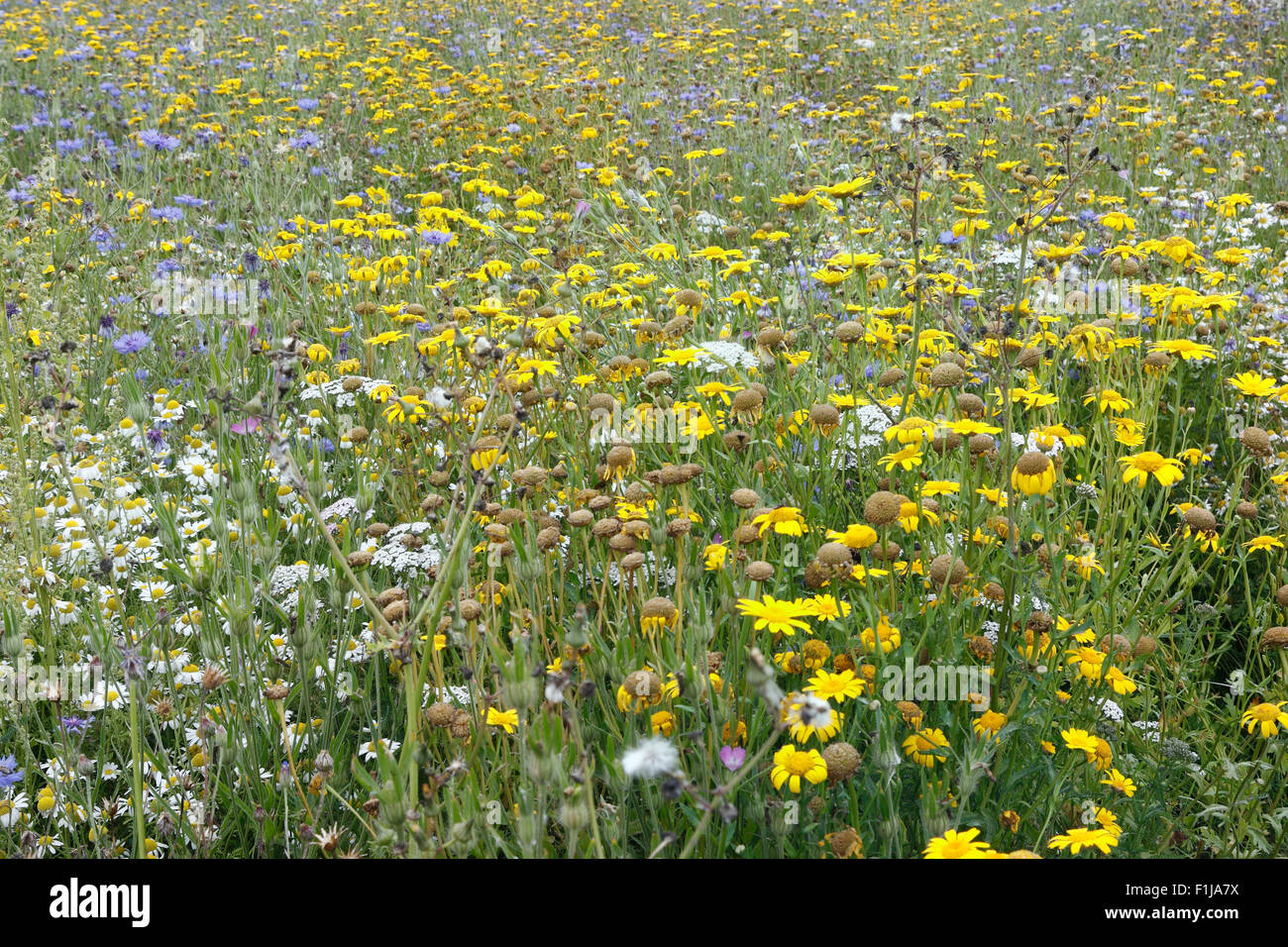 Wildflower Meadow in Bloom, Corn Marigolds - Glebionis Segetum wild ...