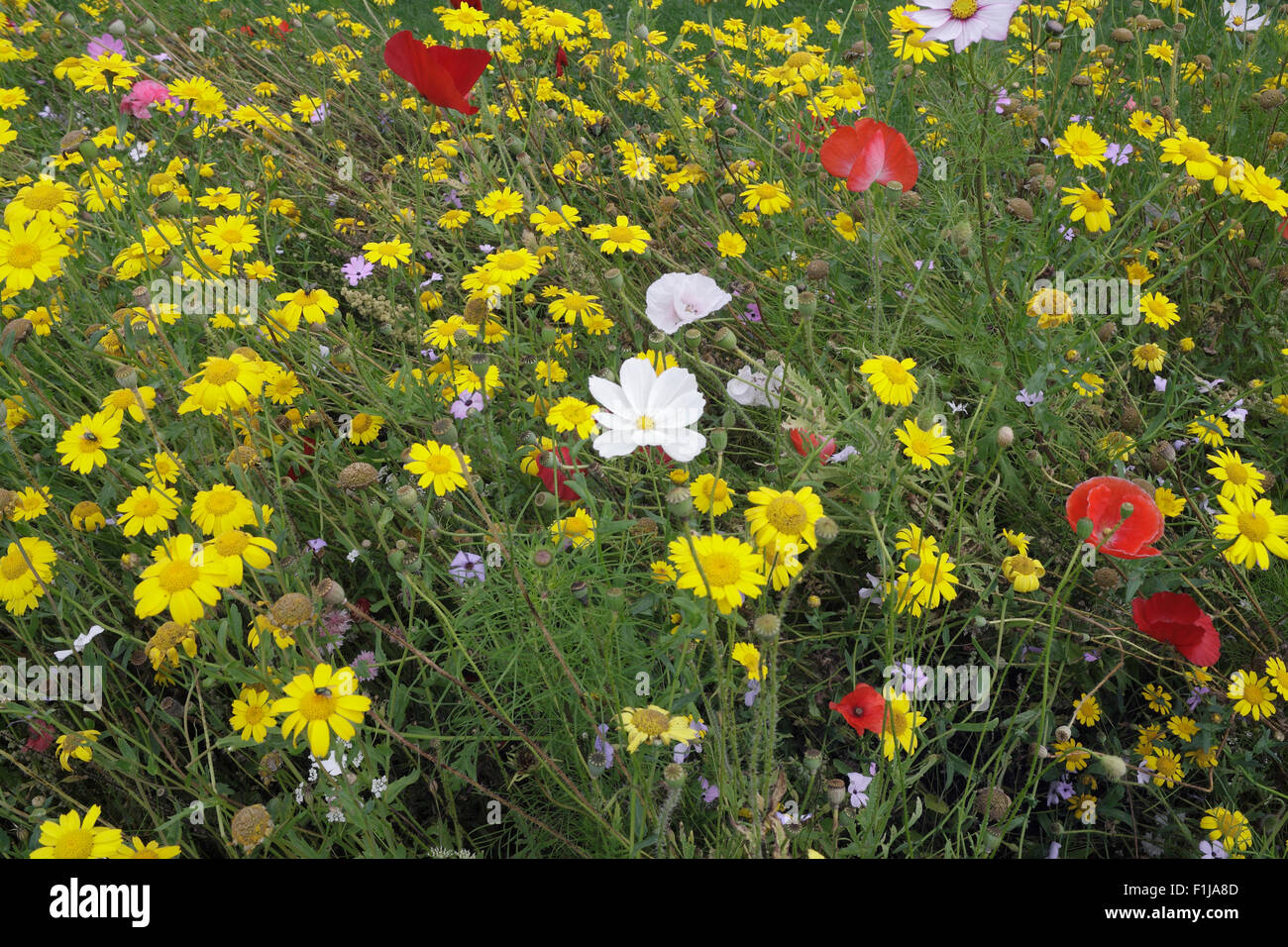 Wildflower Meadow in Bloom, Corn Marigolds - Glebionis Segetum Stock ...