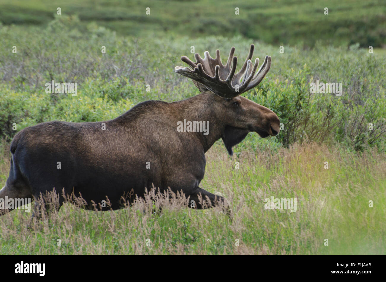 Young Bull Moose High Resolution Stock Photography and Images - Alamy