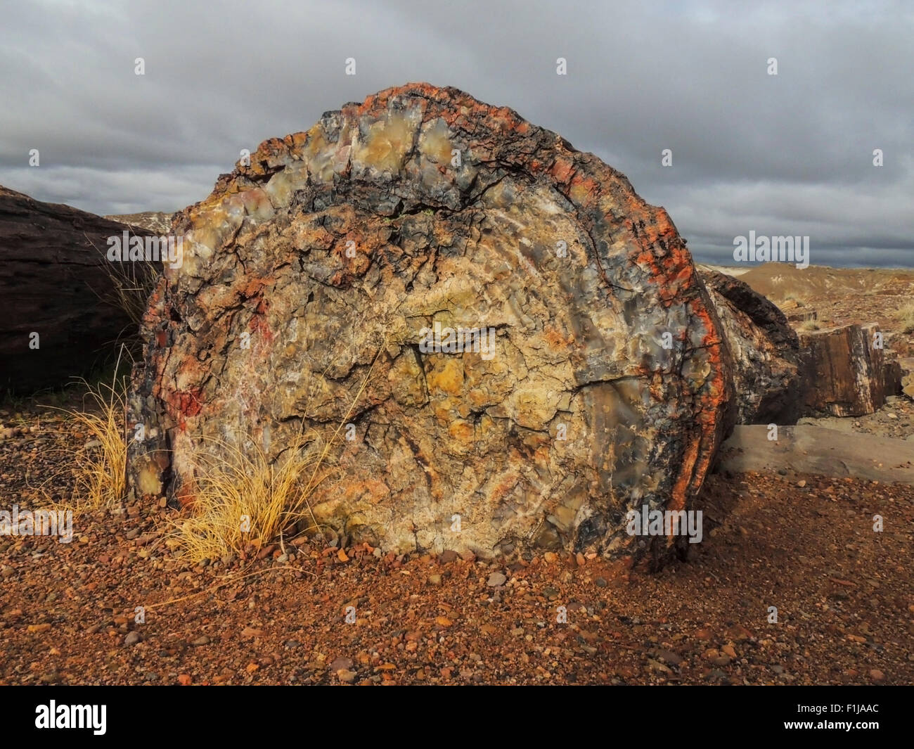 A cross section of the fossilized remains of a tree which lived during ...