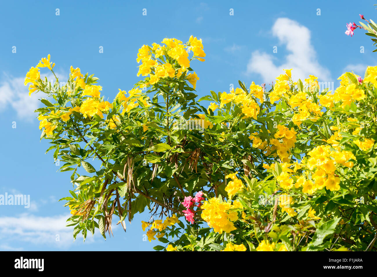 Namibia plant hi-res stock photography and images - Alamy
