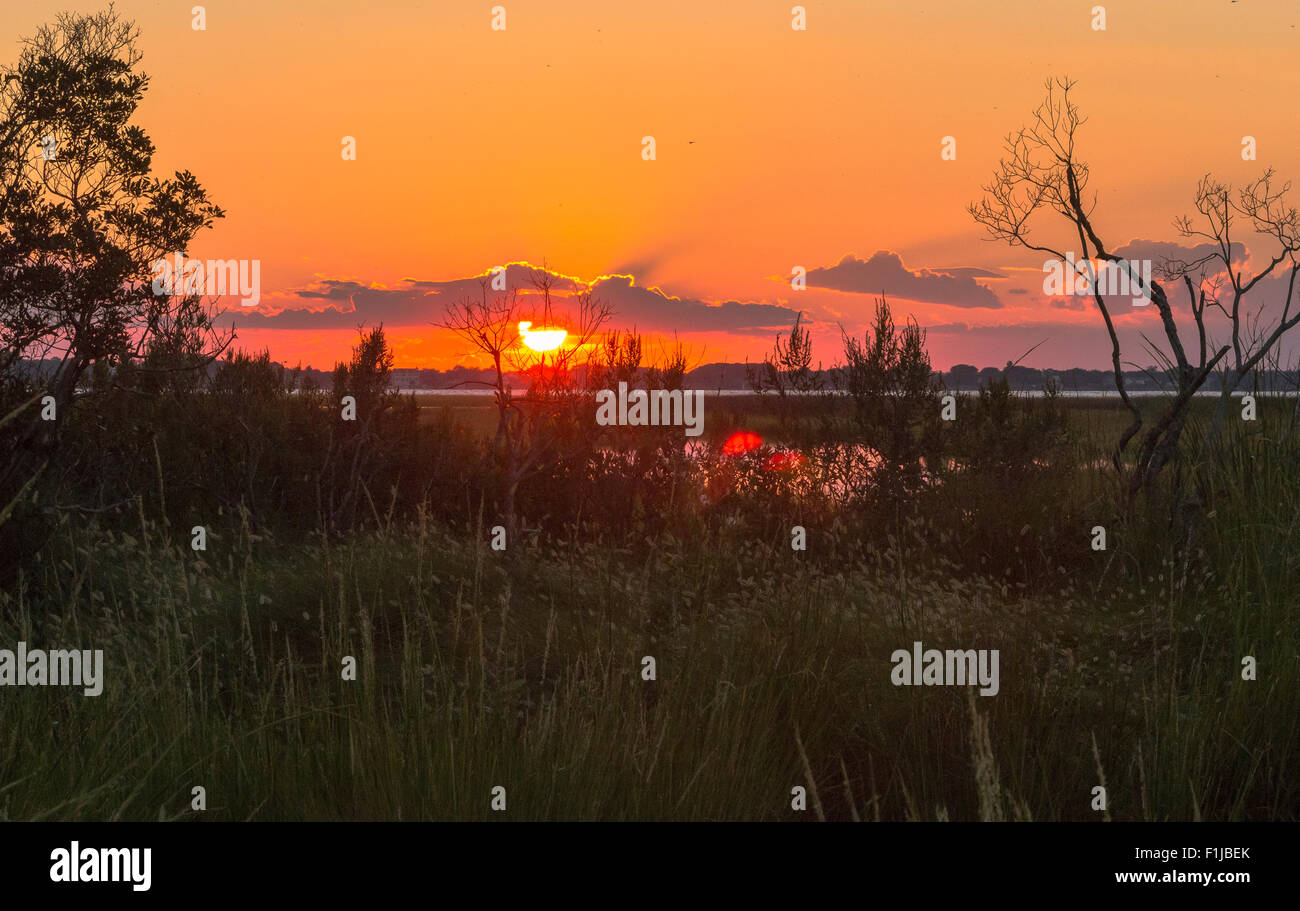Salt marsh in assateague hi-res stock photography and images - Alamy