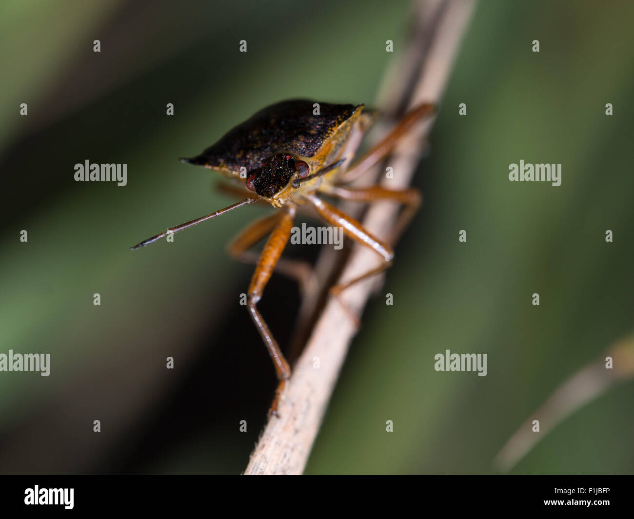 A macro photo of a "Forest Bug" walking along a leaf. Photographed in ...
