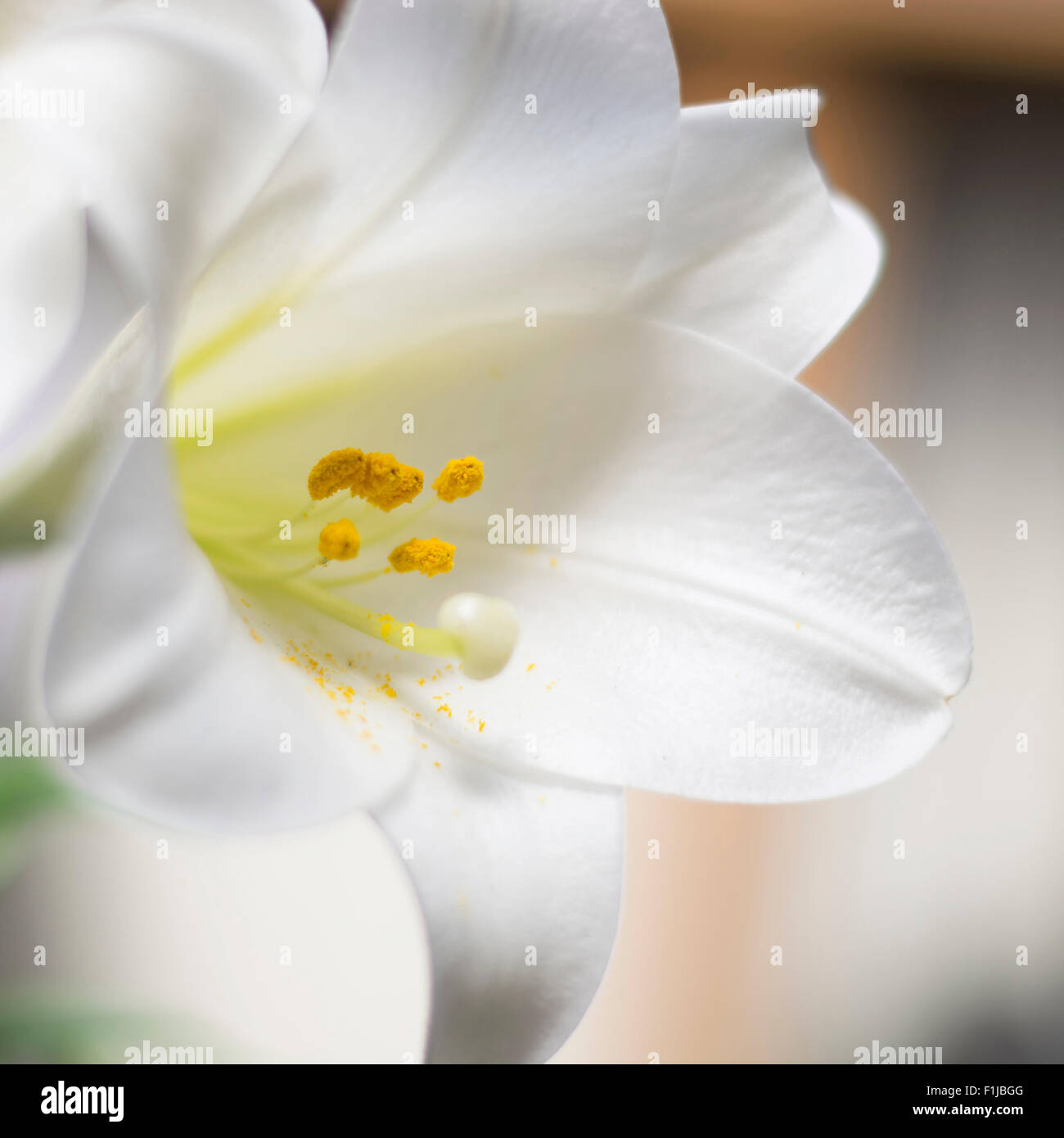 Close up photo of a white lily Stock Photo - Alamy