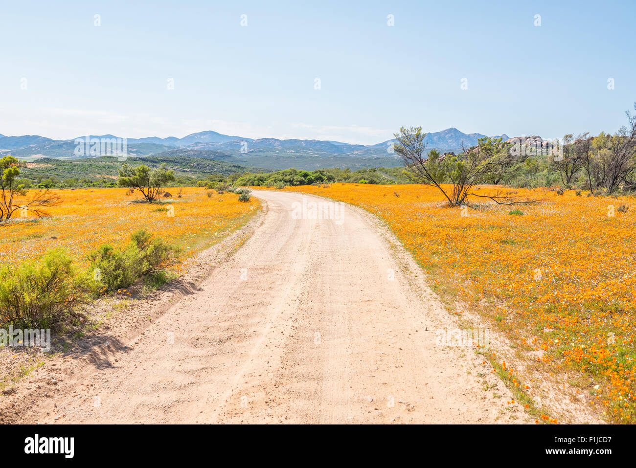 Namaqua region hi-res stock photography and images - Alamy