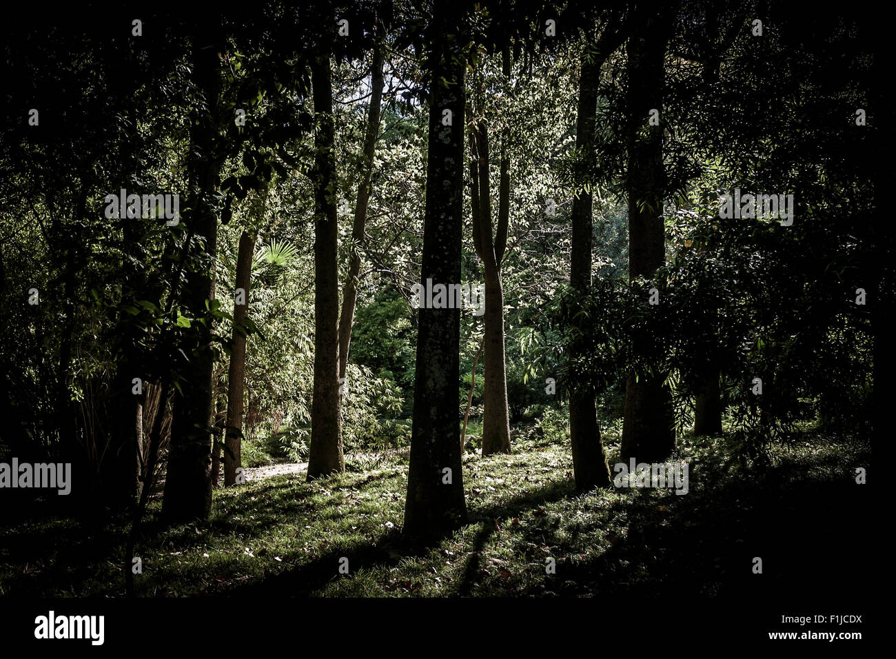 Shaded by green trees hi-res stock photography and images - Alamy