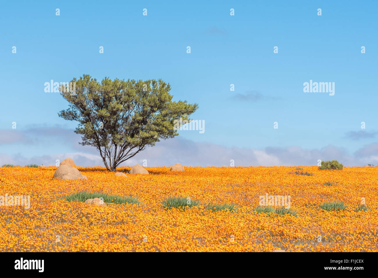 Namaqua daisies, namaqualand hi-res stock photography and images - Alamy