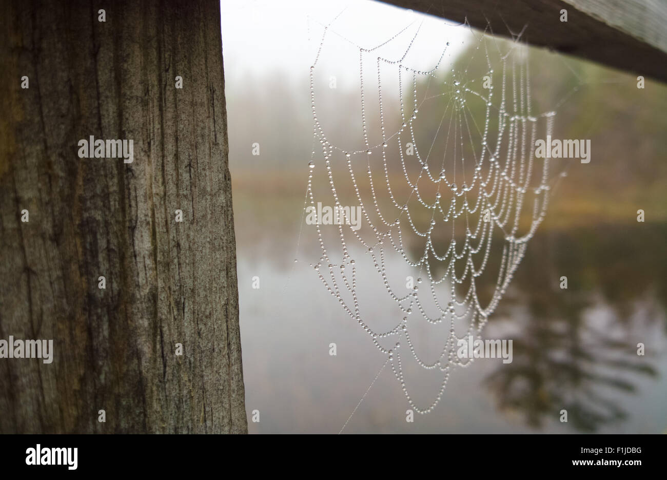 Dewy spider web on a foggy morning Stock Photo - Alamy