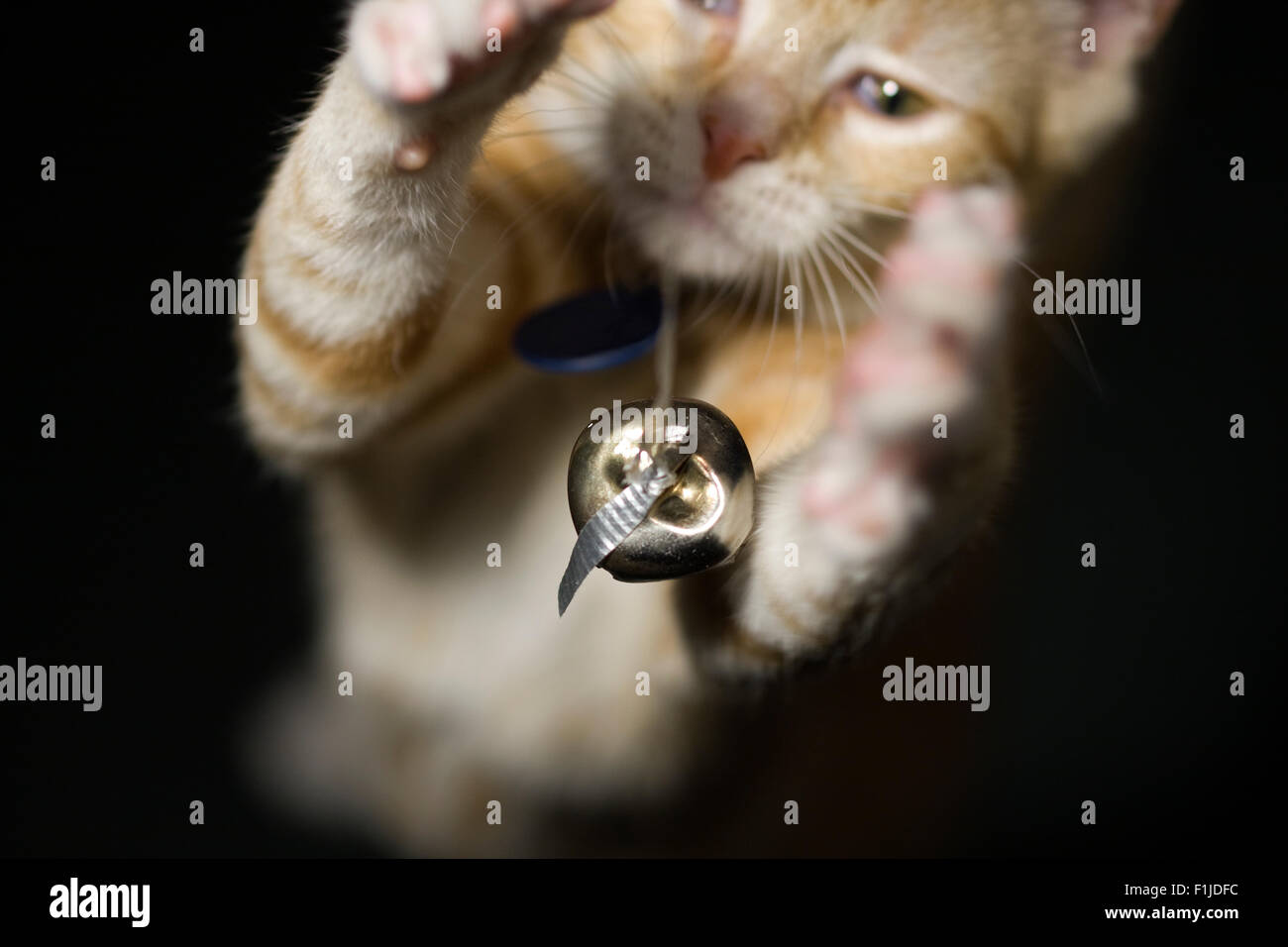 Pouncing cat hi-res stock photography and images - Alamy