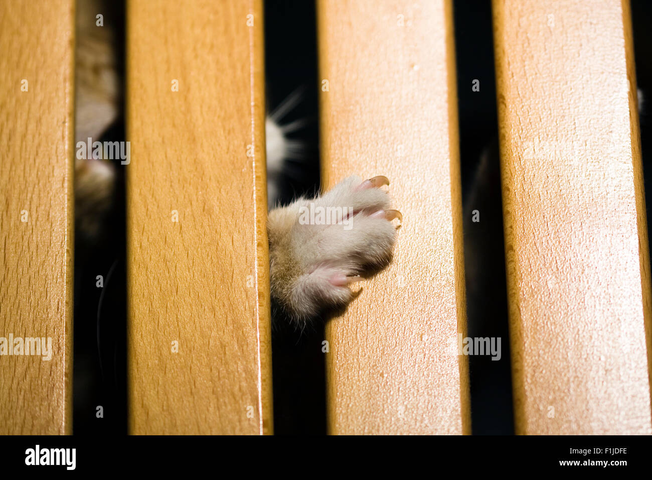 Cat's paw with claws extended reaches out from between wooden slats ...