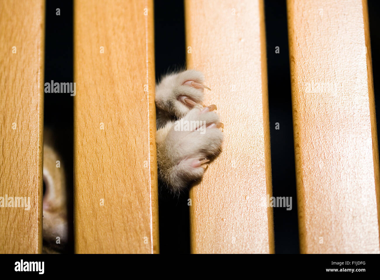 Orange cat claws hi-res stock photography and images - Alamy