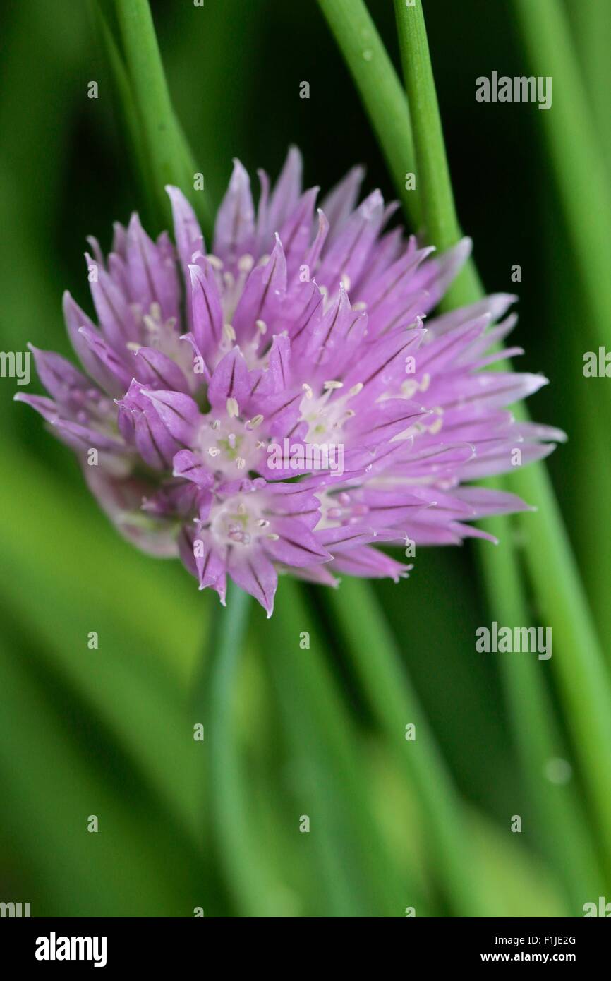 Ornamental chive hi-res stock photography and images - Alamy