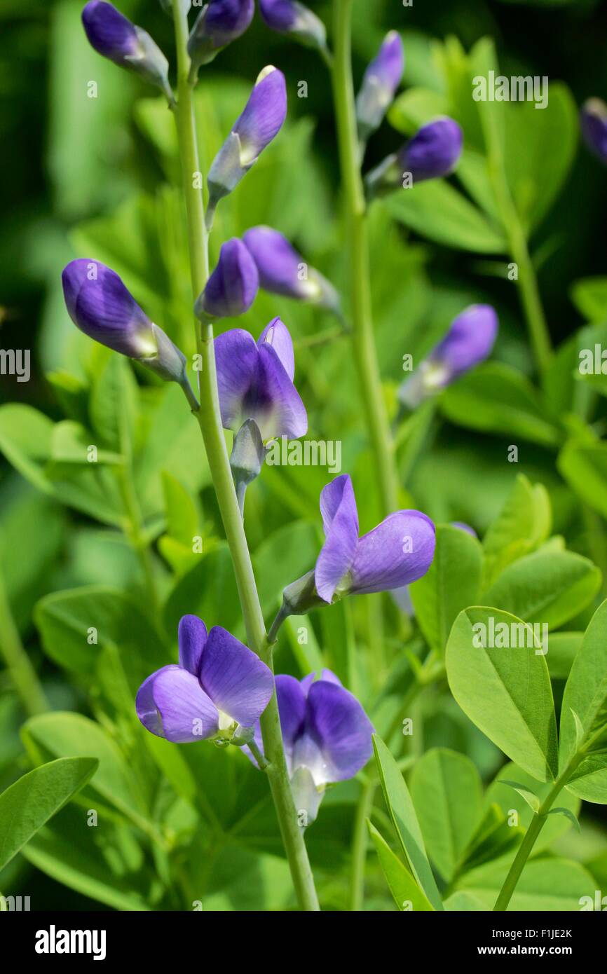 Wild indigo hi-res stock photography and images - Alamy