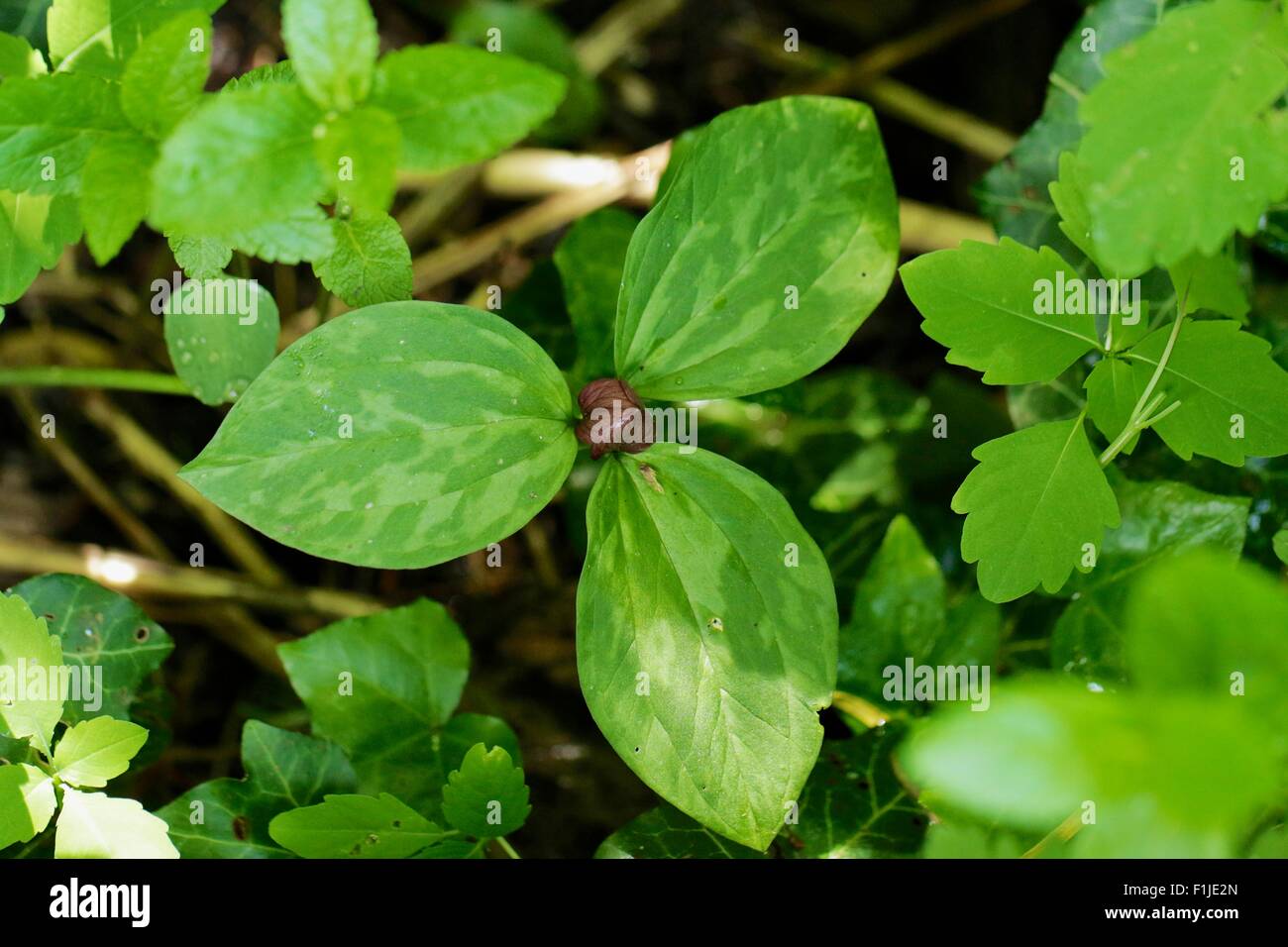 Trillium recurvatum recurvatum hi-res stock photography and images - Alamy