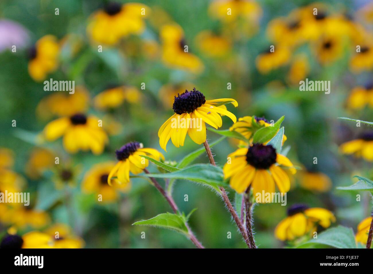 Brown eyed susan rudbeckia triloba hi-res stock photography and images ...