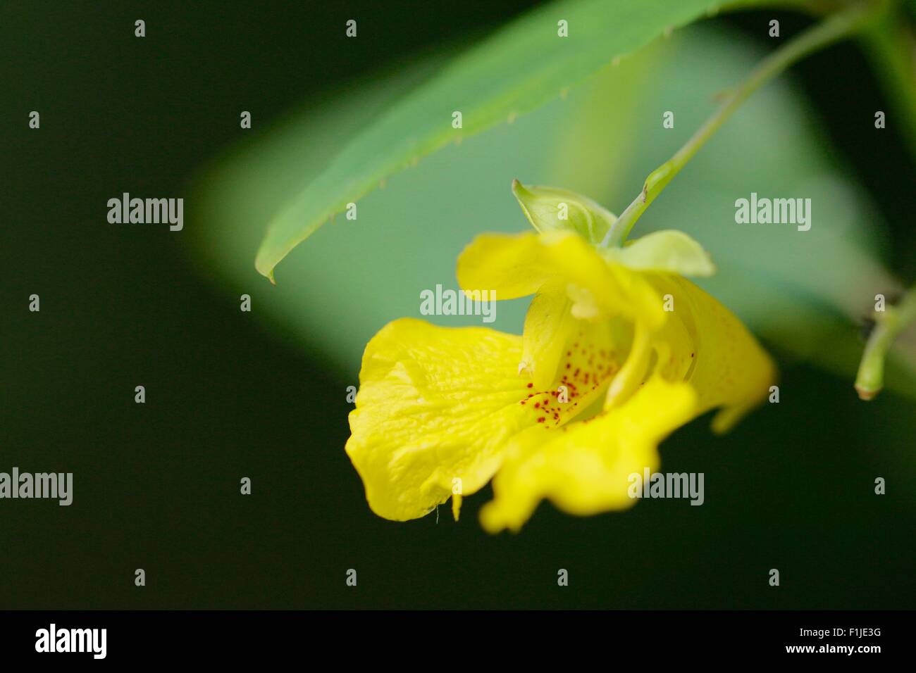 Yellow jewelweed or touch-me-not flower. Impatiens pallida Stock Photo ...