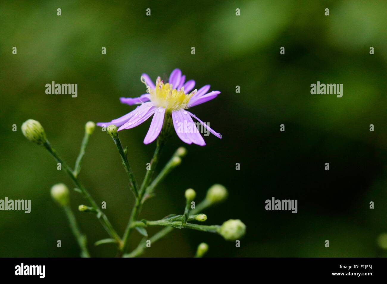 Newly opened Short's aster flower. Symphyotrichum shortii Stock Photo ...