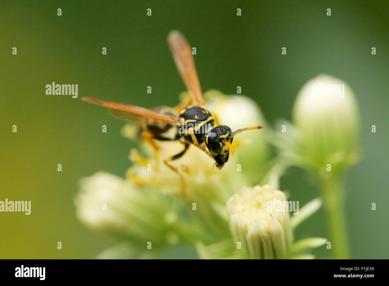 Indian wasp hi-res stock photography and images - Alamy