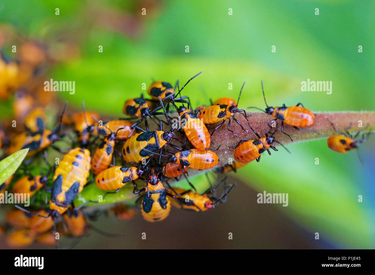 Bug nymphs hi-res stock photography and images - Alamy